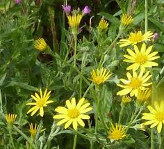Ragwort – Southwick Country Park Nature Reserve