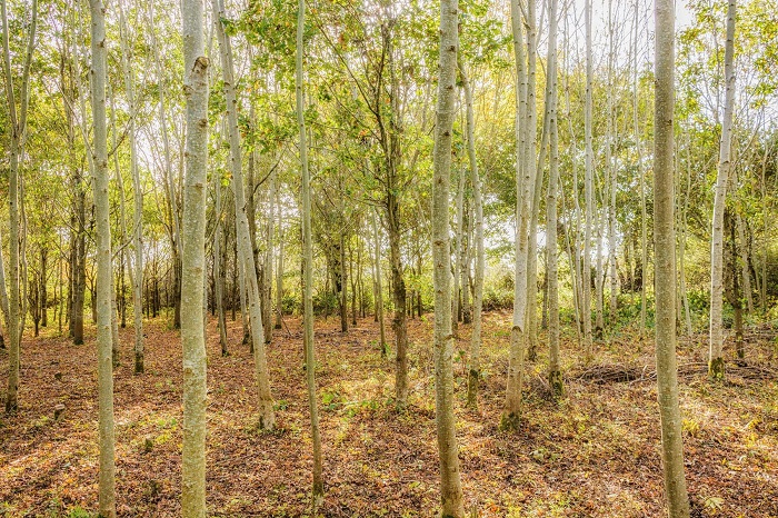 Ring barking – Southwick Country Park Nature Reserve