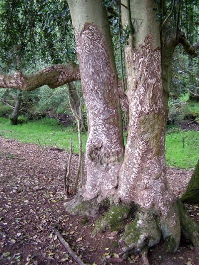 Ring barking – Southwick Country Park Nature Reserve