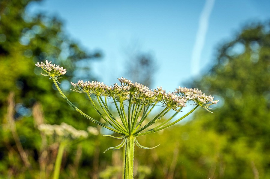 Hogweed – Southwick Country Park Nature Reserve