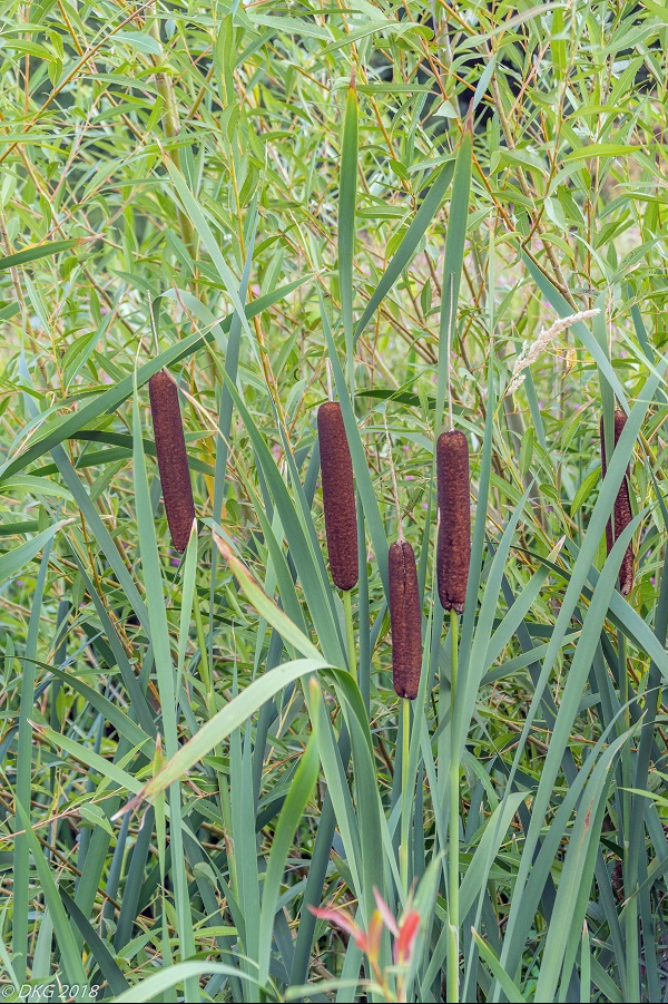 Reed beds – Southwick Country Park Nature Reserve