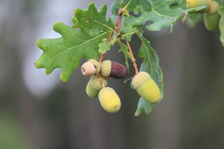 Acorns – Southwick Country Park Nature Reserve