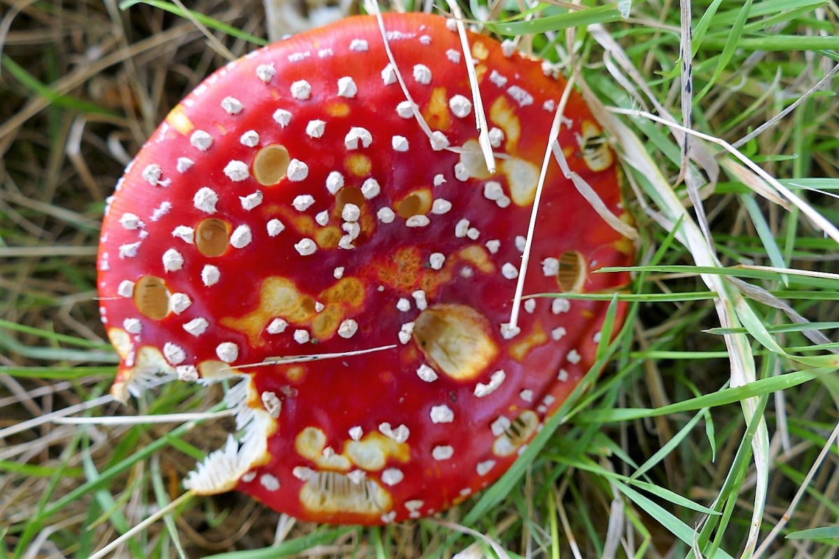 Fly Agaric – Southwick Country Park Nature Reserve