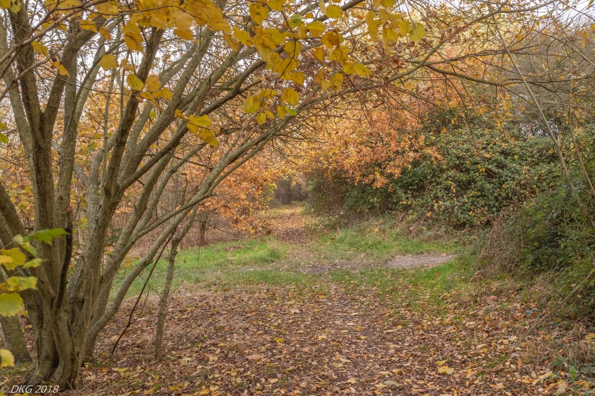 Wednesday work party – Southwick Country Park Nature Reserve