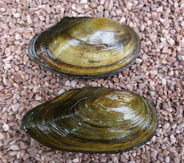Life cycle of a swan mussel – Southwick Country Park Nature Reserve