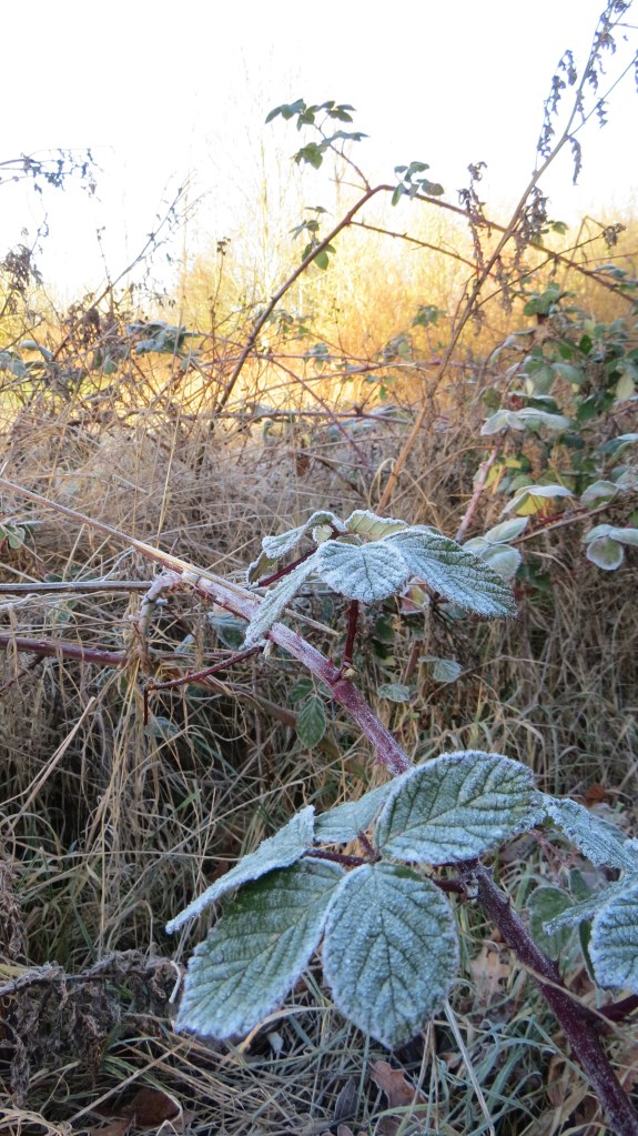 Ring barking – Southwick Country Park Nature Reserve