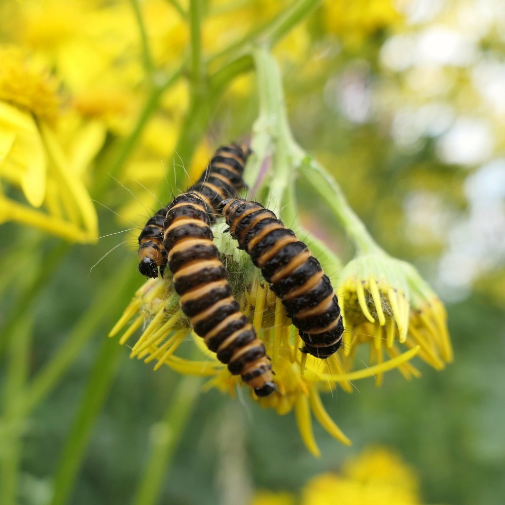 UK BAP Priority Species – Southwick Country Park Nature Reserve