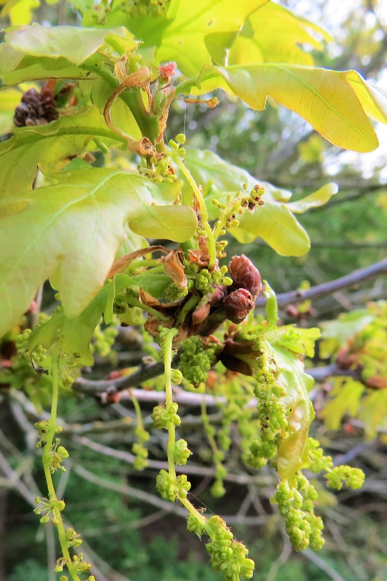 Oak flowers – Southwick Country Park Nature Reserve