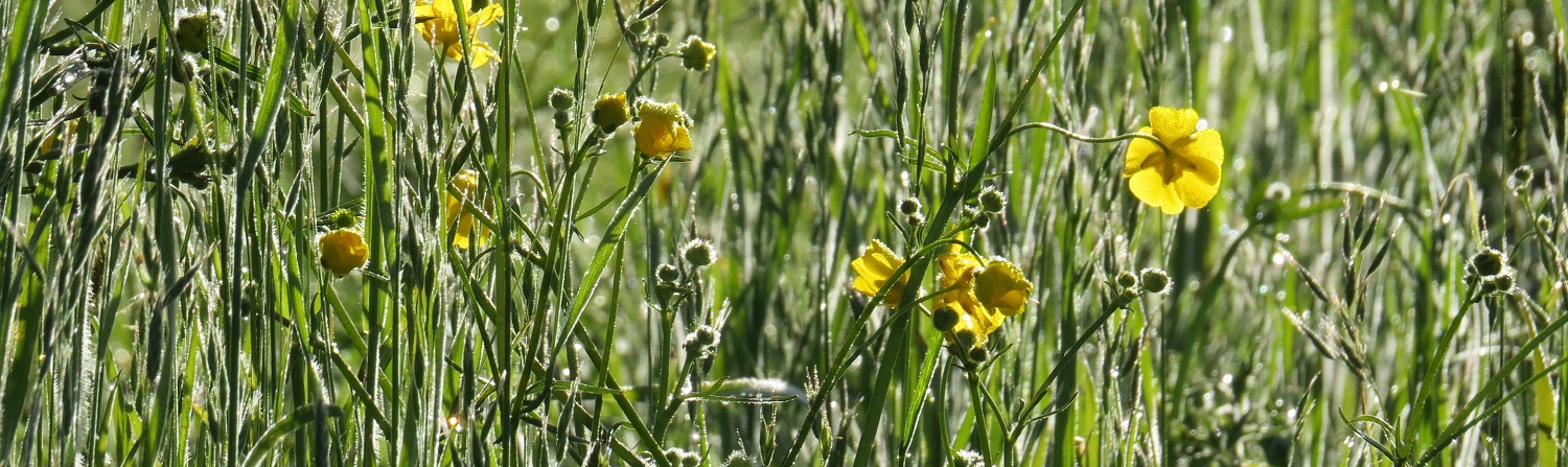 UK Biodiversity Indicators 2018 (DEFRA) – Southwick Country Park Nature ...