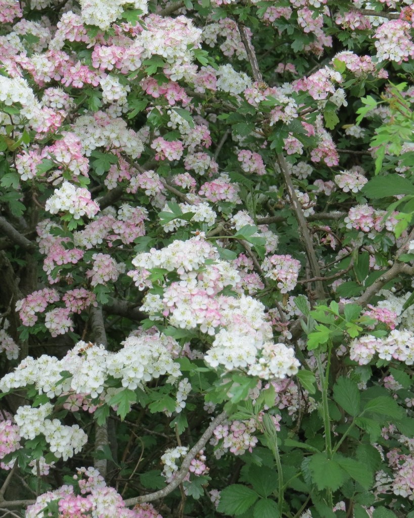 Pink hawthorn – Southwick Country Park Nature Reserve