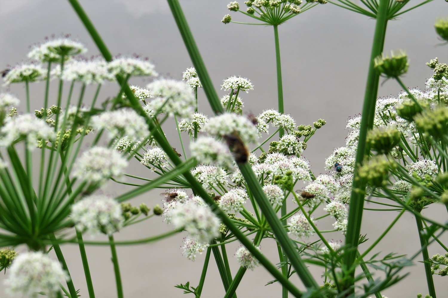 Hemlock water dropwort – Southwick Country Park Nature Reserve