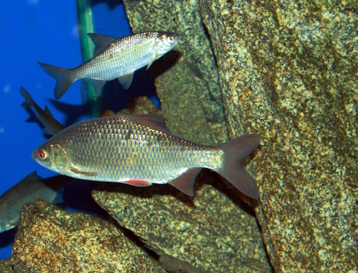 Common roach – Southwick Country Park Nature Reserve