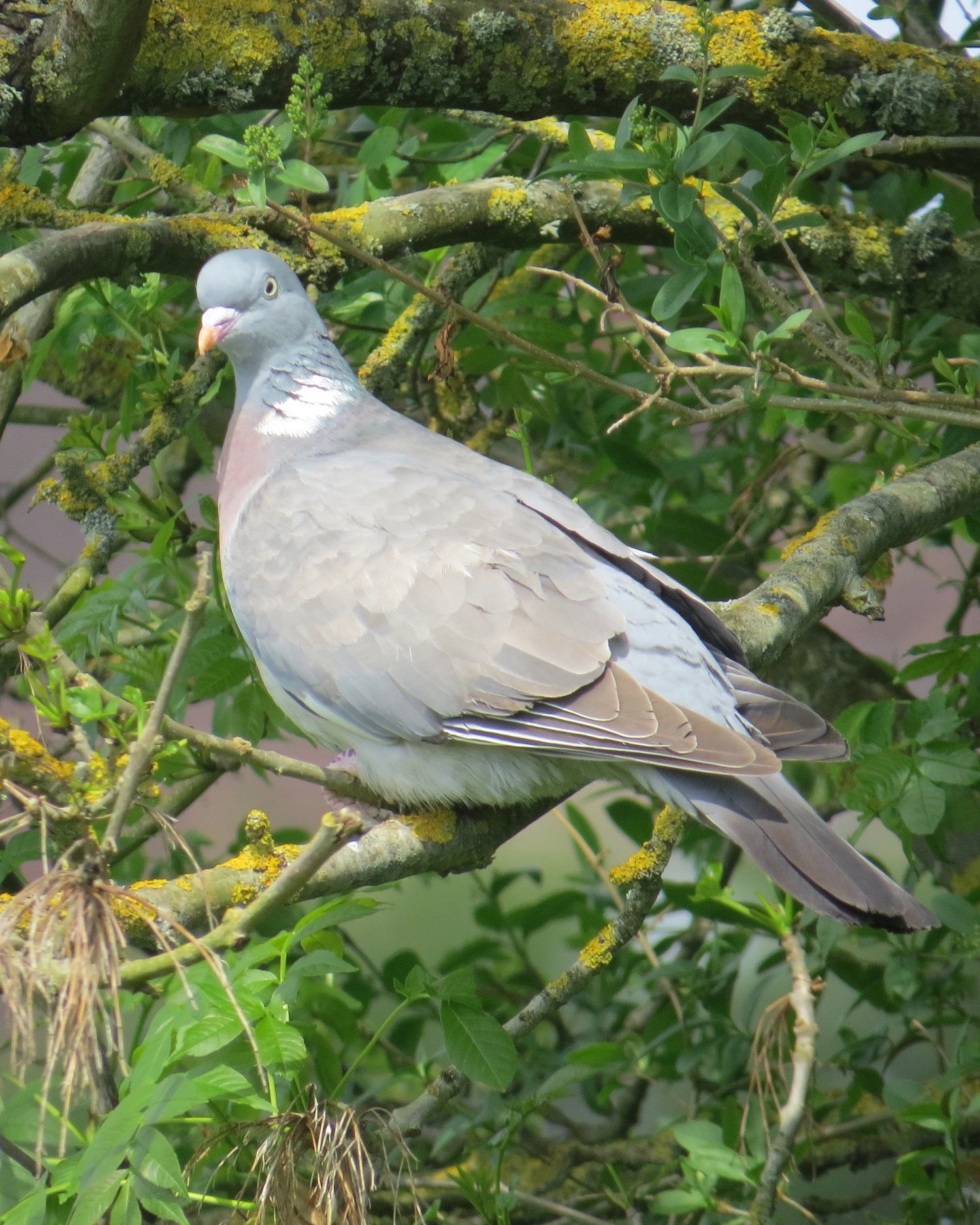 Pigeon post – Southwick Country Park Nature Reserve