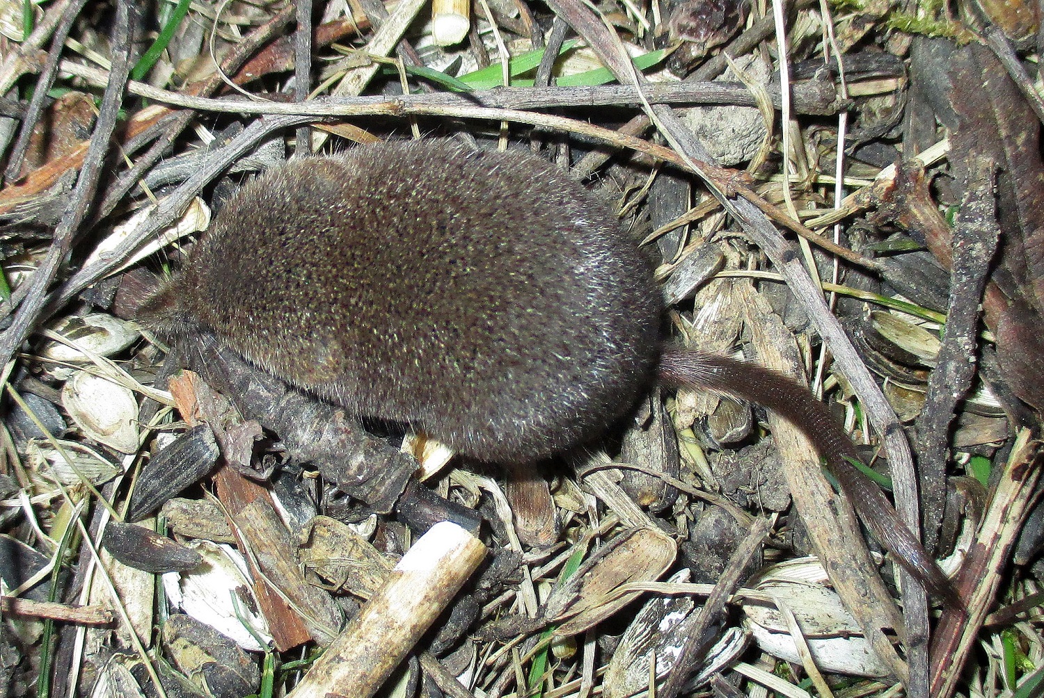 Pygmy shrew – Southwick Country Park Nature Reserve