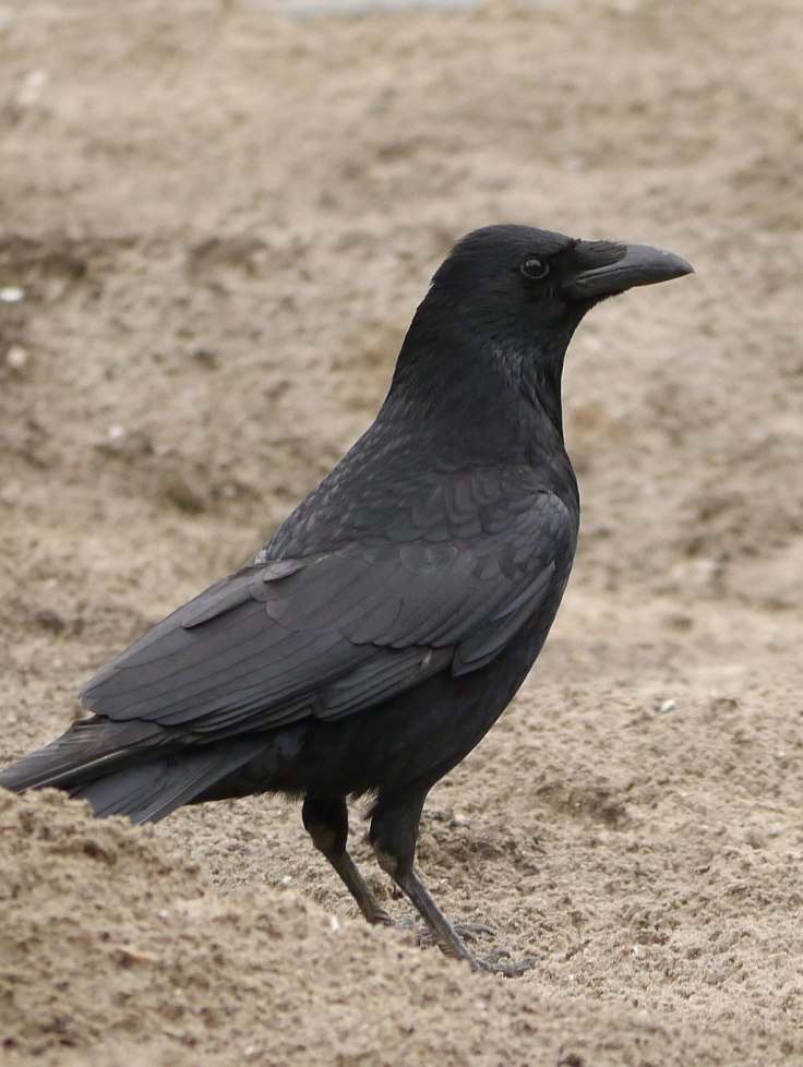 Rook or crow? – Southwick Country Park Nature Reserve