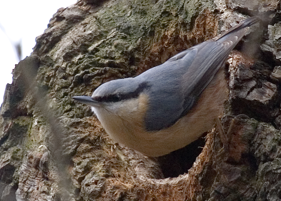 Five fun nuthatch facts – Southwick Country Park Nature Reserve