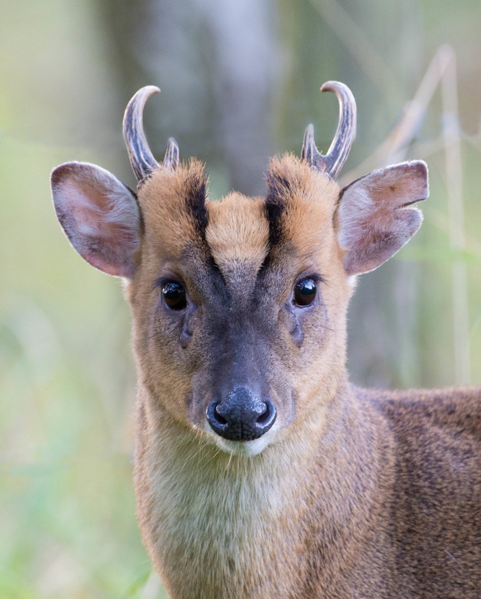 Muntjac – Southwick Country Park Nature Reserve