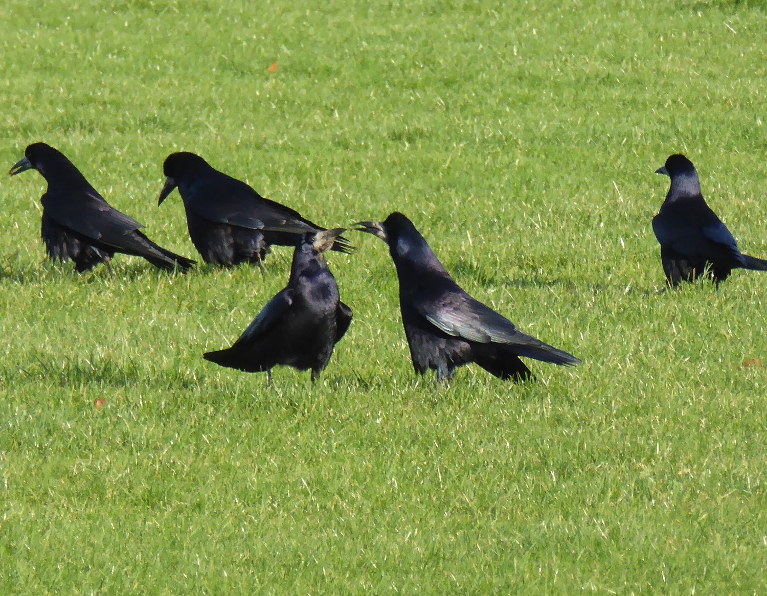 Rook or crow? – Southwick Country Park Nature Reserve