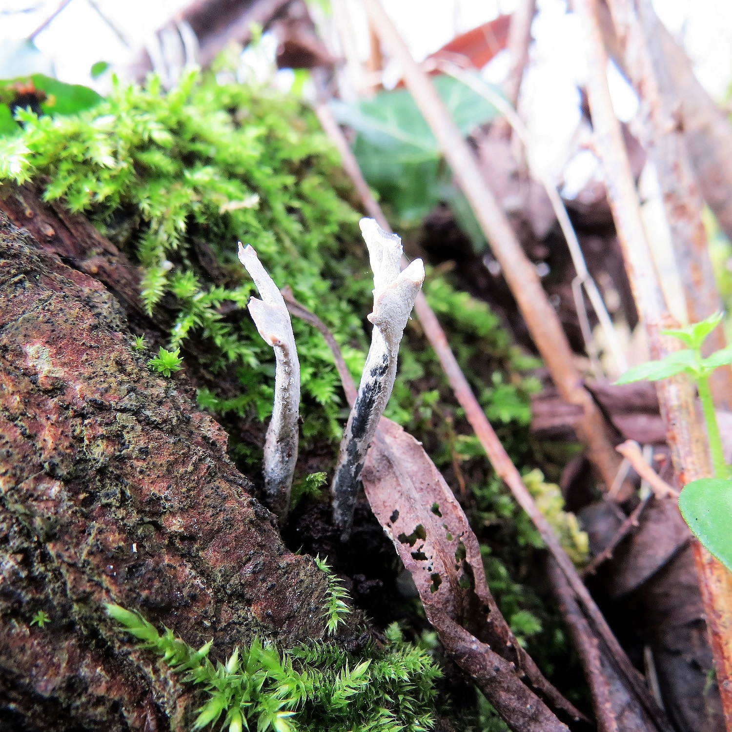 Candlesnuff fungus – Southwick Country Park Nature Reserve