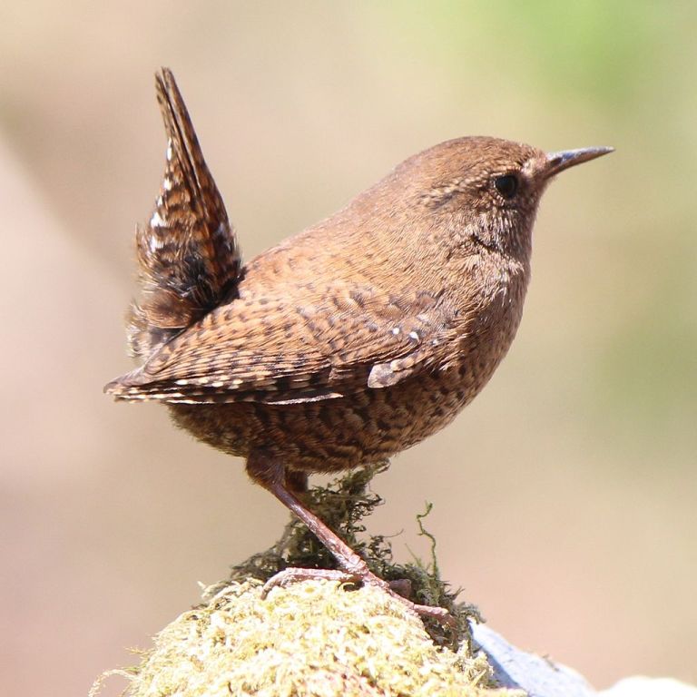 Jenny Wren – Southwick Country Park Nature Reserve