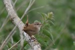 Jenny Wren – Southwick Country Park Nature Reserve