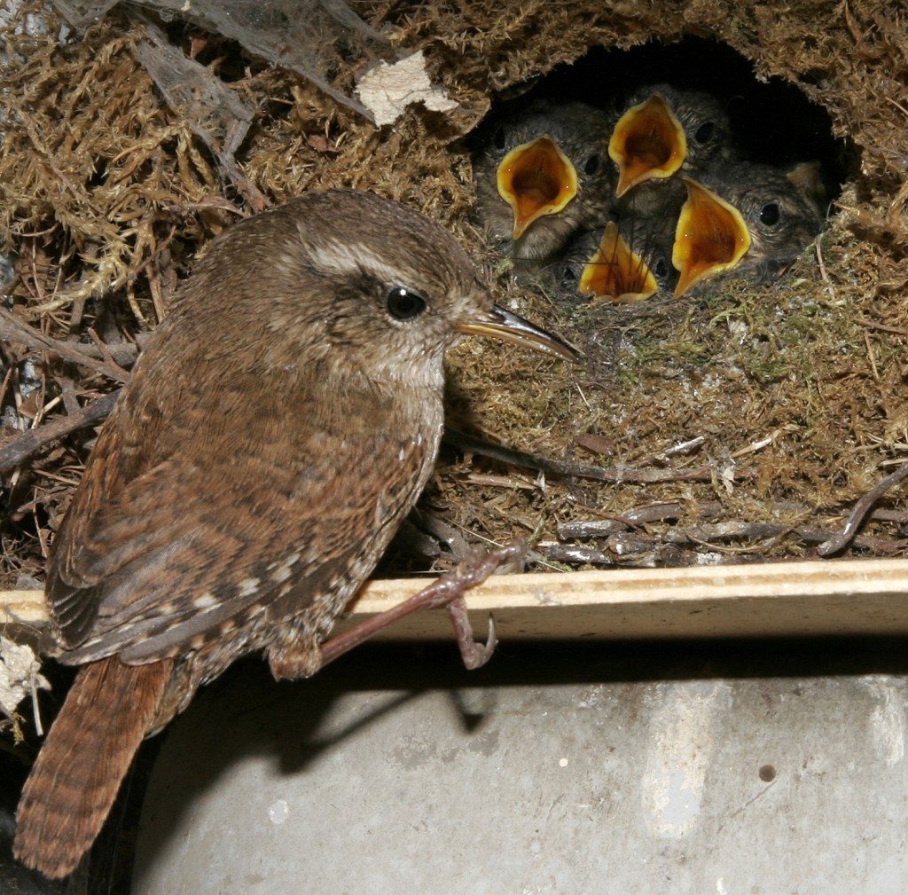 Jenny Wren – Southwick Country Park Nature Reserve