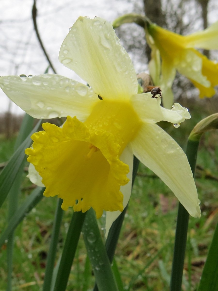 Native daffodils – Southwick Country Park Nature Reserve