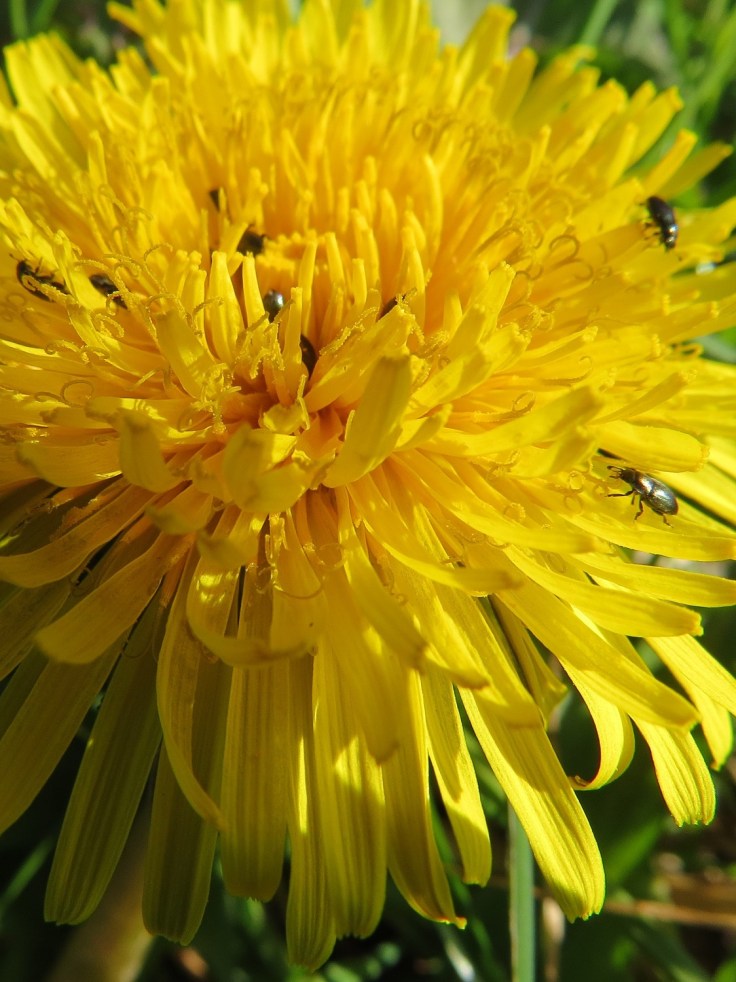Common pollen beetle – Southwick Country Park Nature Reserve