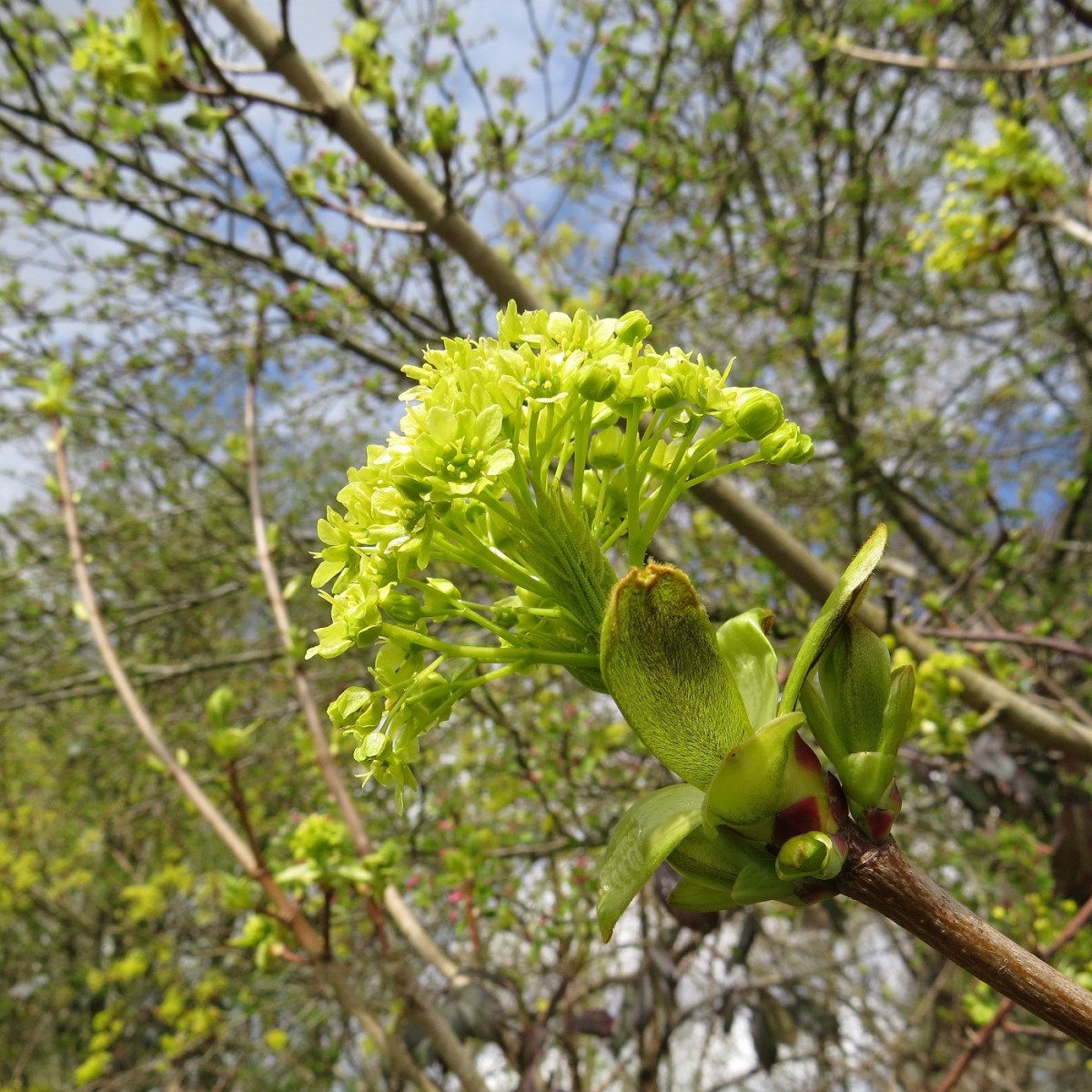 Bud burst – Southwick Country Park Nature Reserve