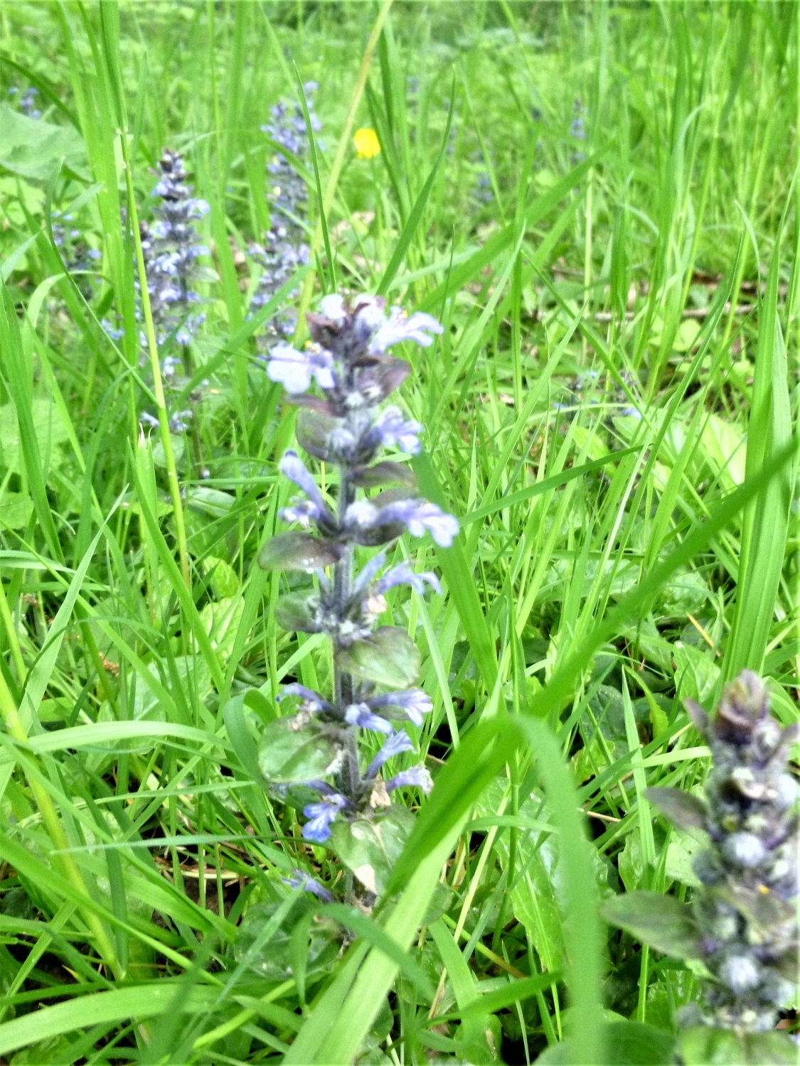 Bugle – Southwick Country Park Nature Reserve