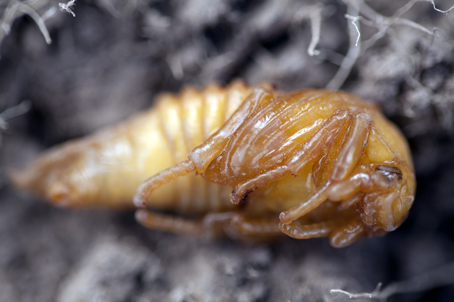 Cockchafer – Southwick Country Park Nature Reserve