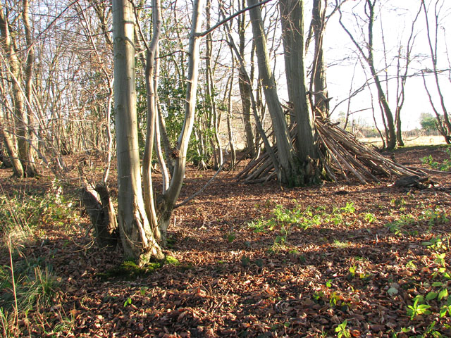Who burned the ash poles? – Southwick Country Park Nature Reserve