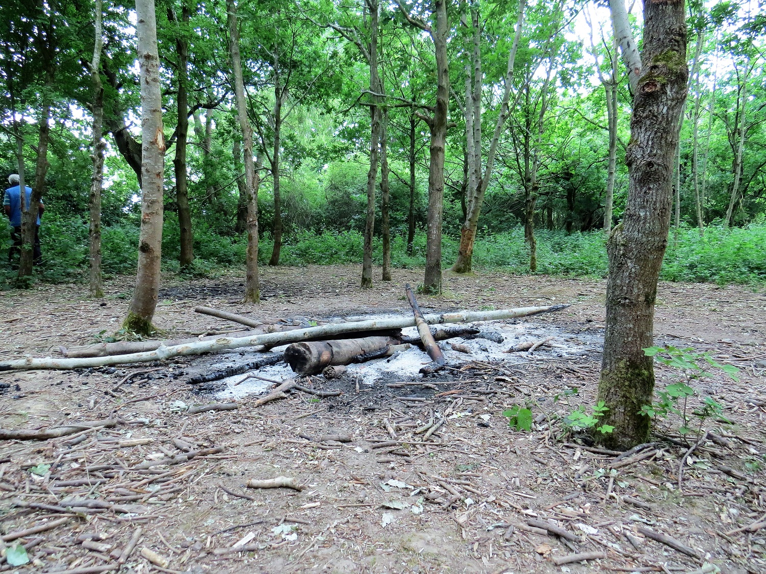 Who burned the ash poles? – Southwick Country Park Nature Reserve