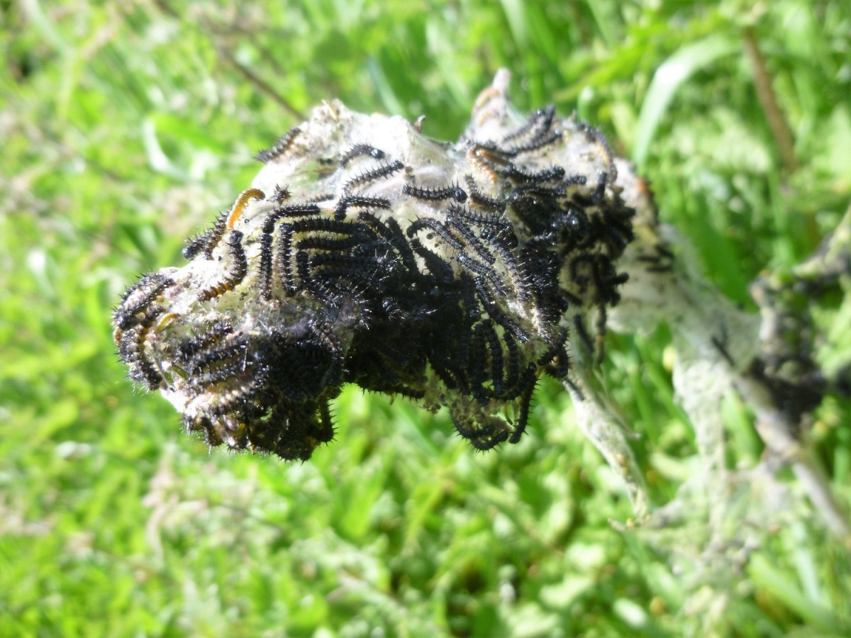 Peacock nest – Southwick Country Park Nature Reserve