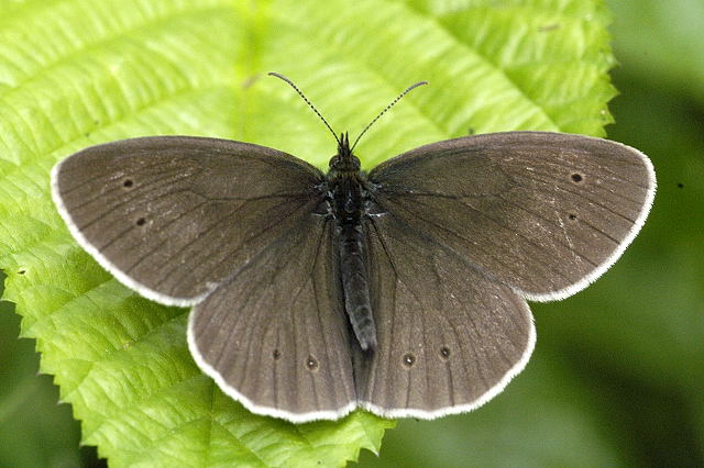 National Insect Week – Day 2 – Southwick Country Park Nature Reserve