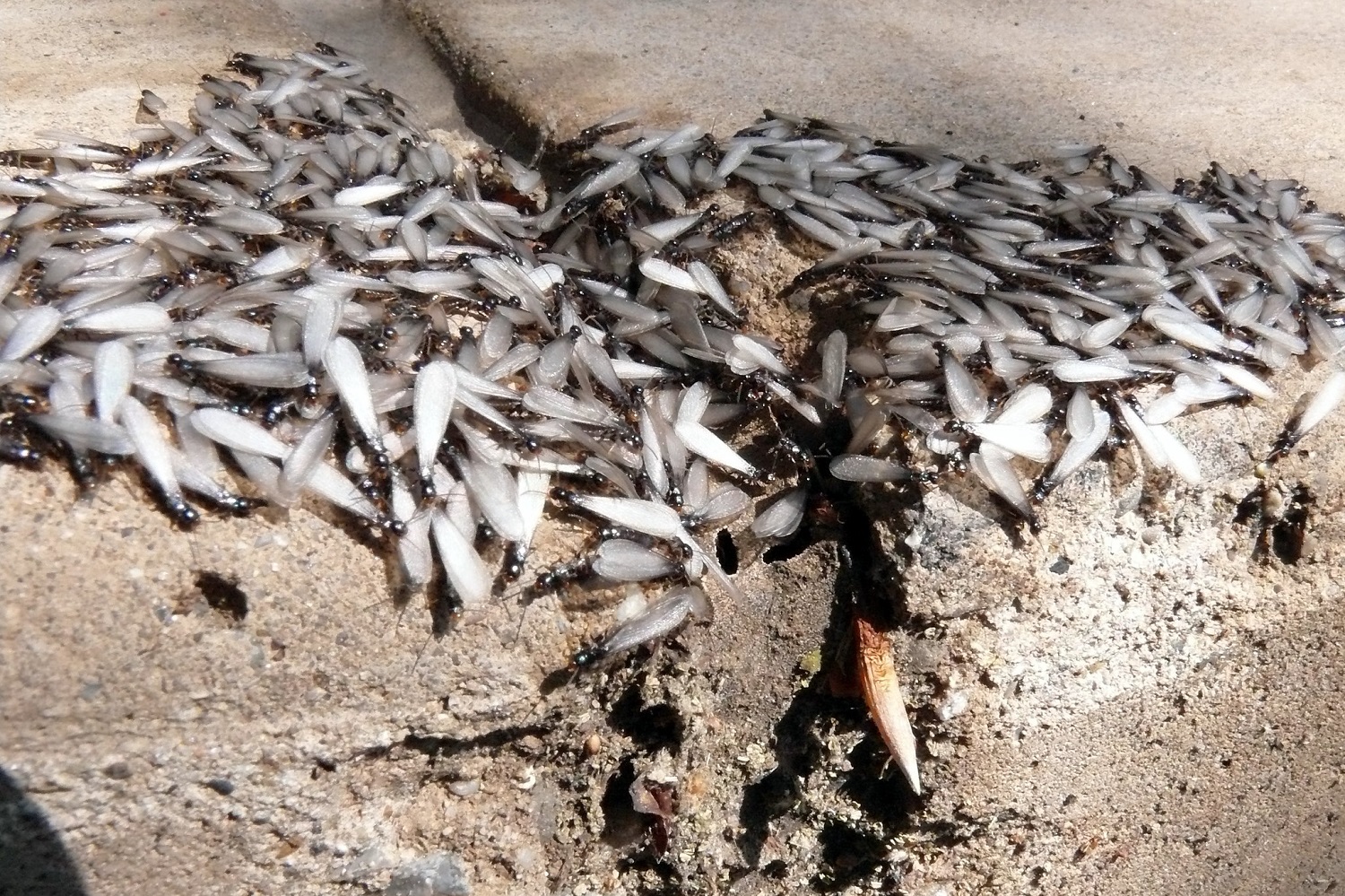 Flying ants – Southwick Country Park Nature Reserve