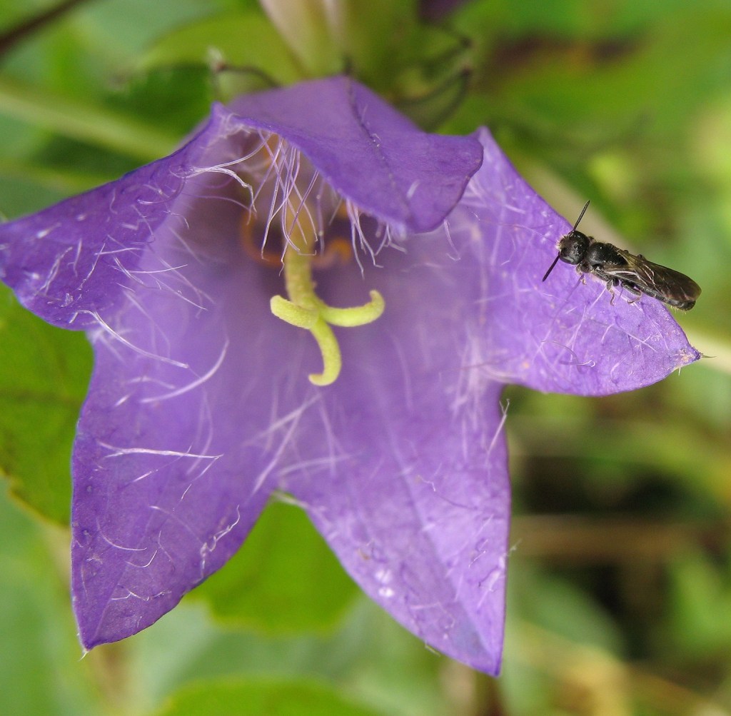 Small scissor bee – Southwick Country Park Nature Reserve