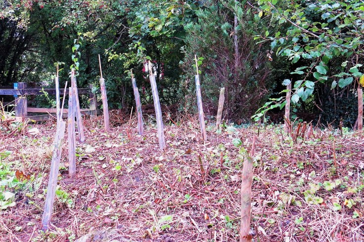Planting whips in the car park – Southwick Country Park Nature Reserve