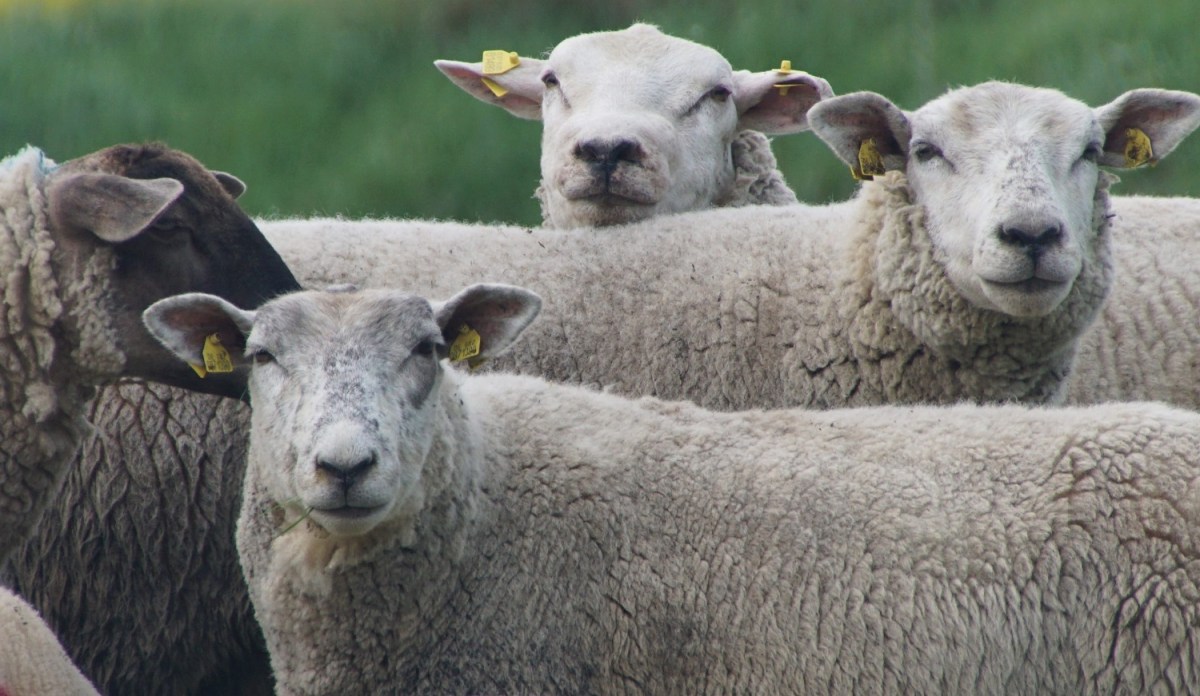 Sheep worrying – Southwick Country Park Nature Reserve