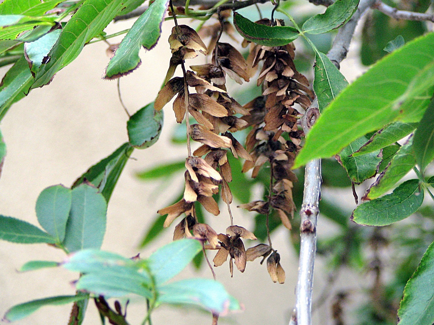 Wingnut – Southwick Country Park Nature Reserve