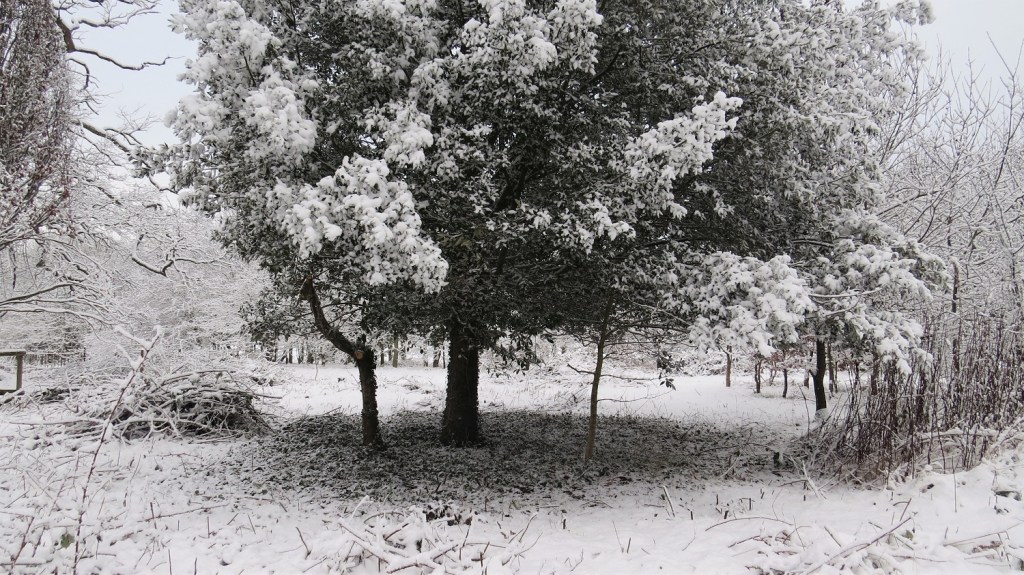 Haloing oak trees – Southwick Country Park Nature Reserve