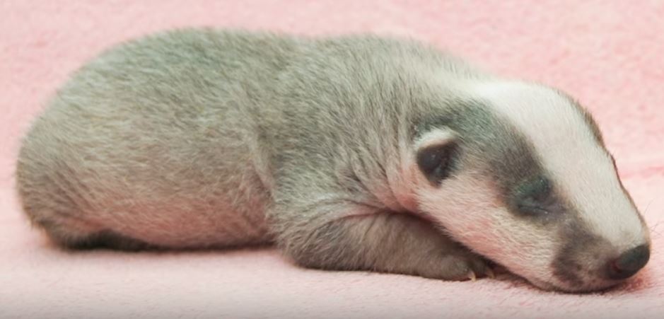 Badger Cubs – Southwick Country Park Nature Reserve