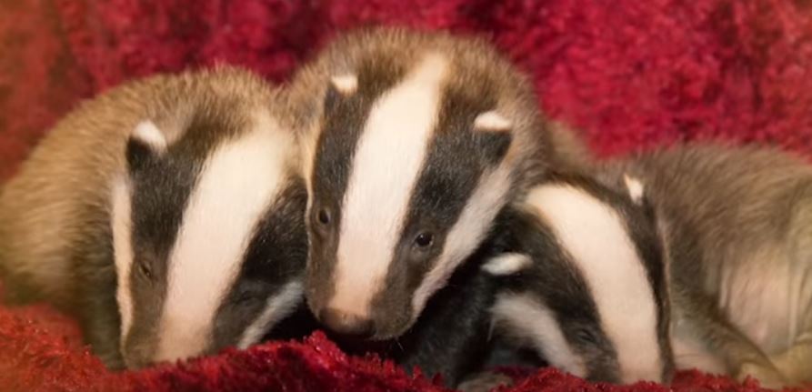 Badger Cubs – Southwick Country Park Nature Reserve