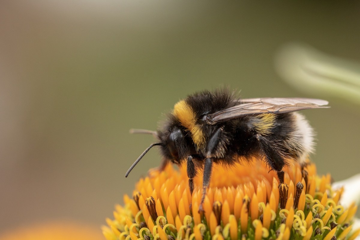 Bumblebee flight – Southwick Country Park Nature Reserve