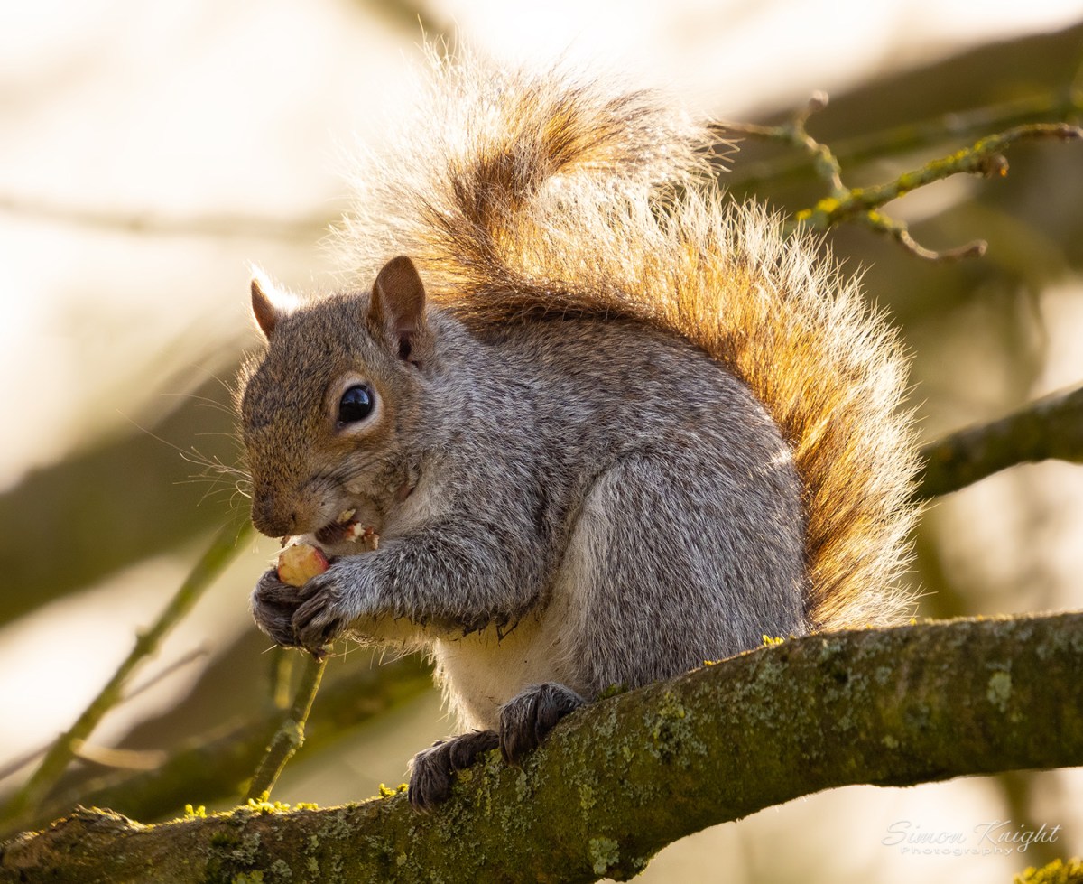 Nibble, nibble! – Southwick Country Park Nature Reserve