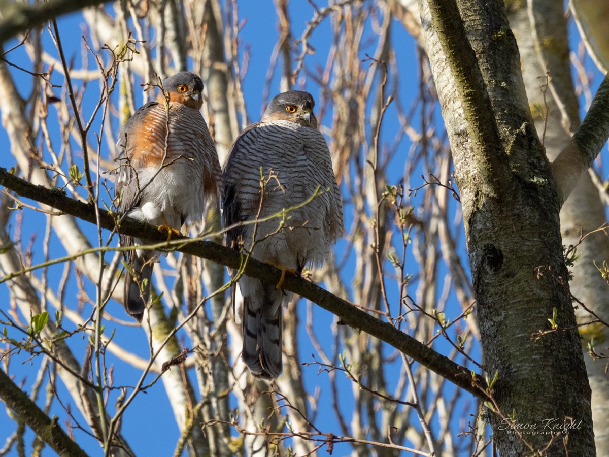 Bird flu – Southwick Country Park Nature Reserve