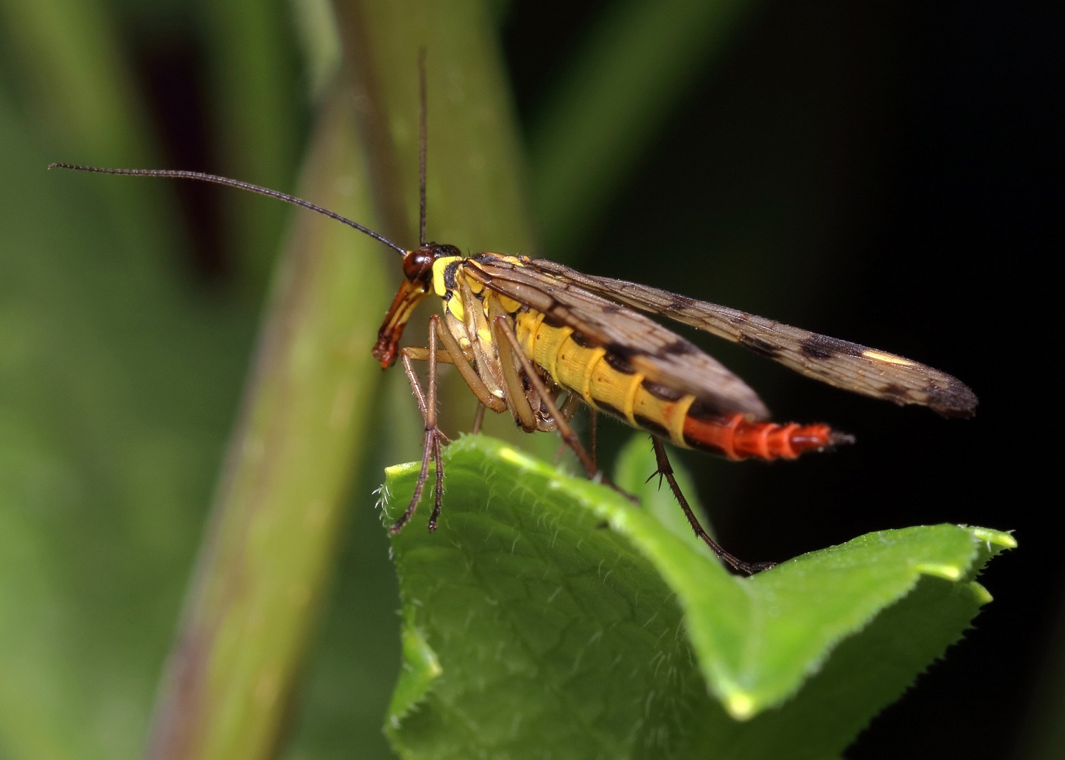 Scorpion fly – Southwick Country Park Nature Reserve