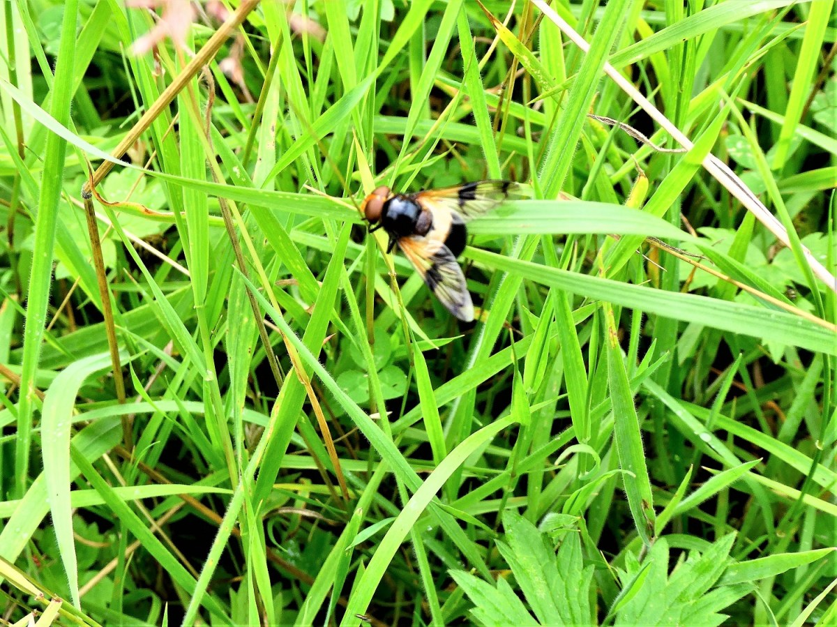 Great Pied Hoverfly – Southwick Country Park Nature Reserve