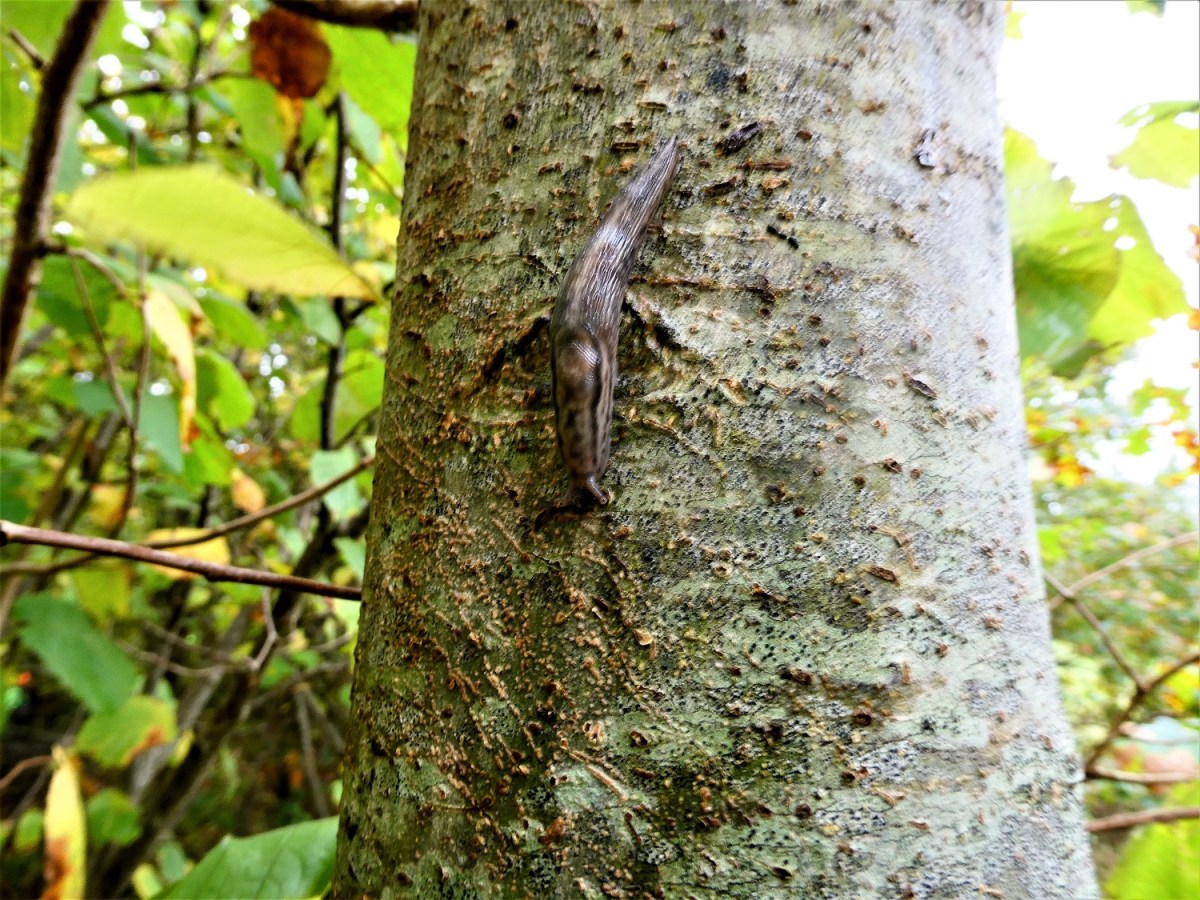 Tree slug! – Southwick Country Park Nature Reserve