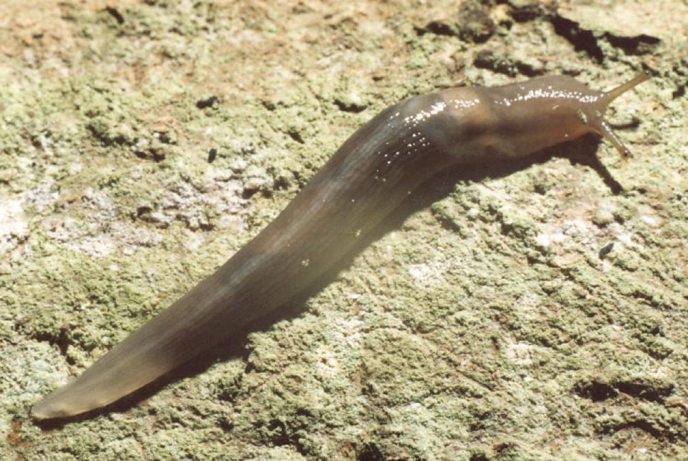 Tree slug! – Southwick Country Park Nature Reserve